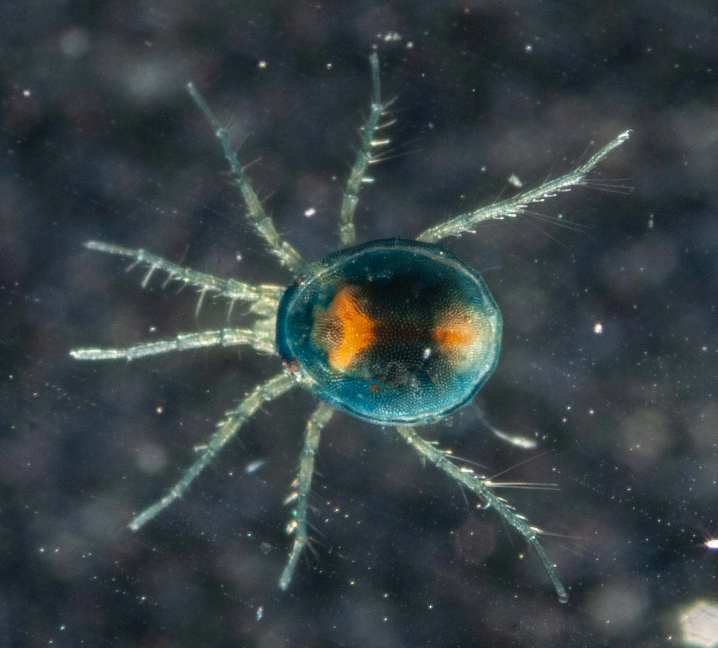 Waterbugs — Atlas of Life