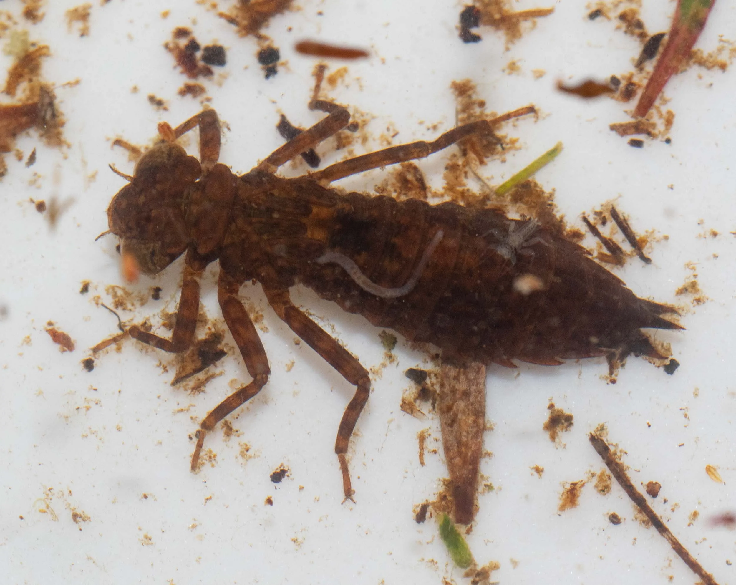 Waterbugs — Atlas of Life