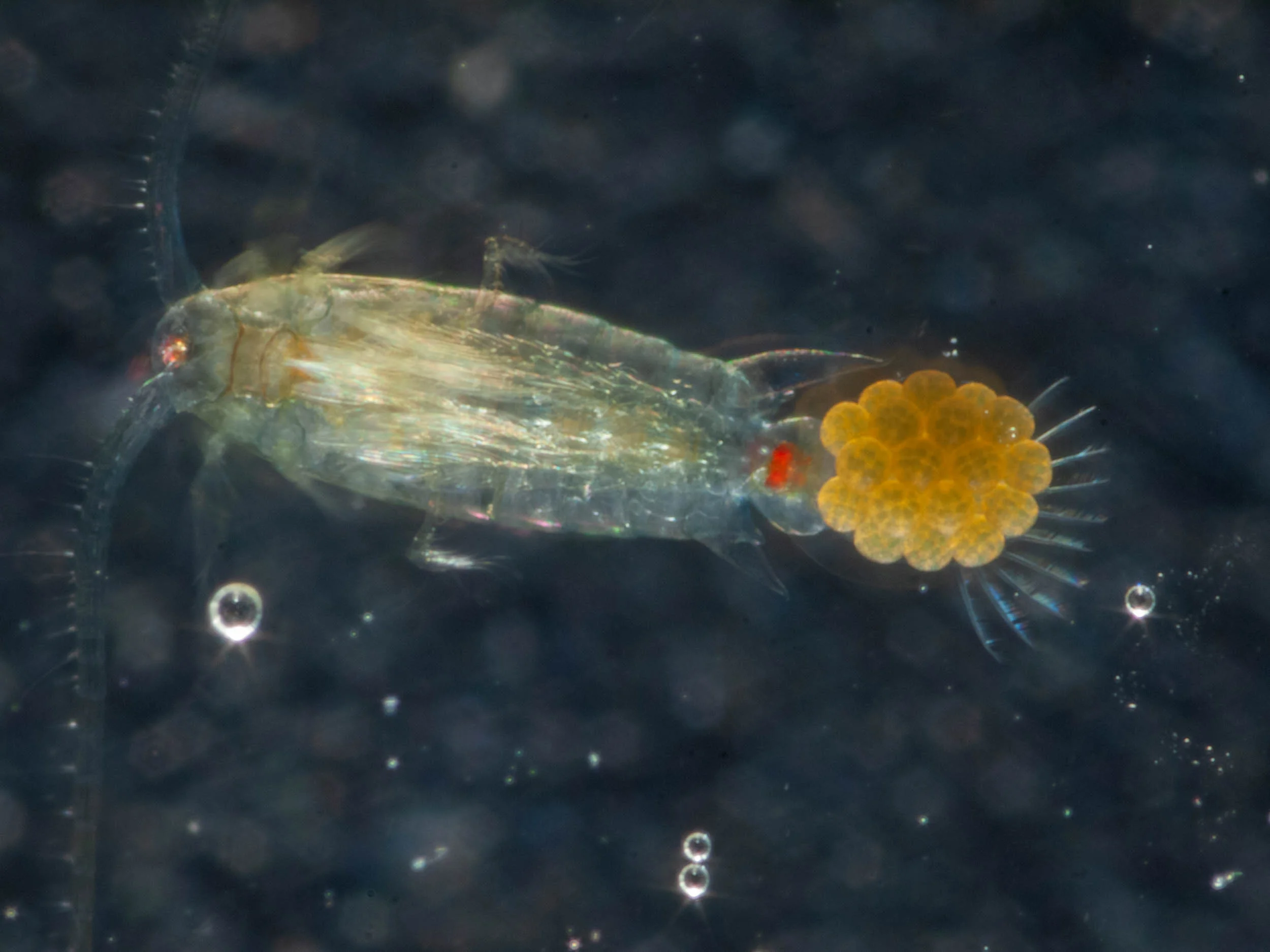 Waterbugs — Atlas of Life