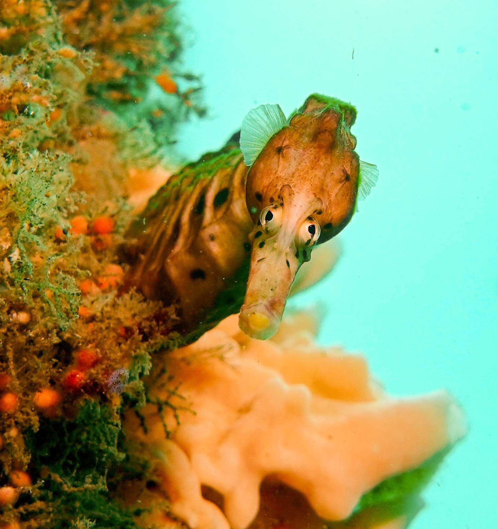 Underwater wonders — Atlas of Life