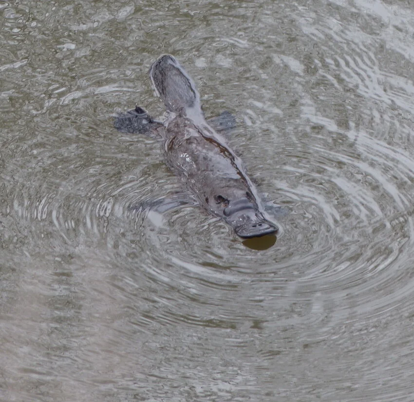 Platypus and the Anabranch — Atlas of Life