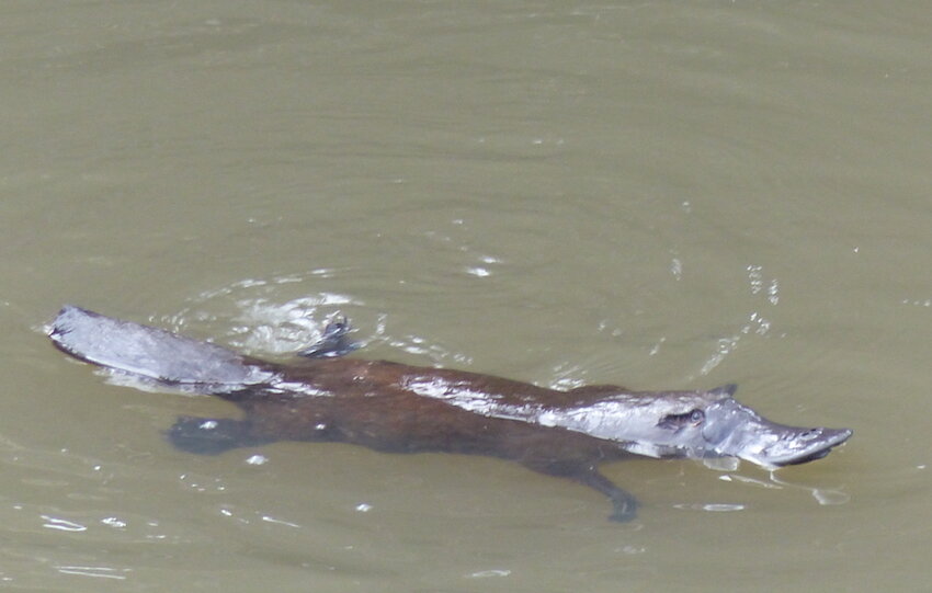Platypus and the Anabranch — Atlas of Life