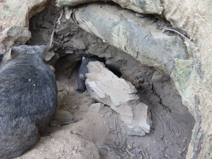 Wombat kingdom — Atlas of Life