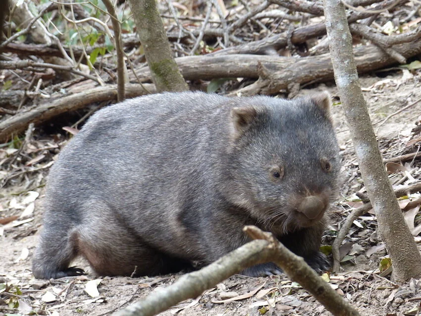 Wombat kingdom — Atlas of Life