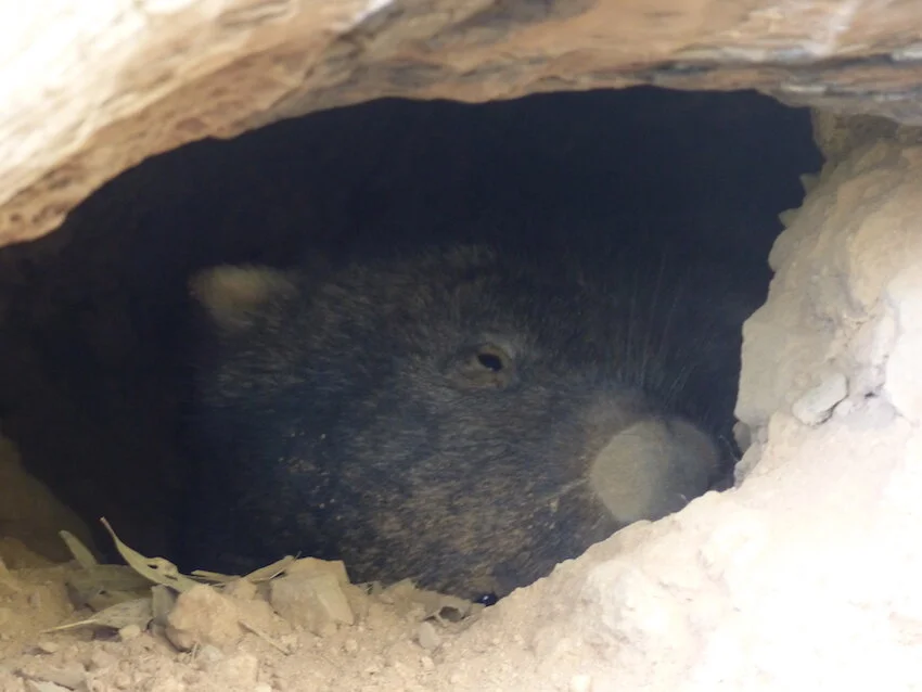 Wombat kingdom — Atlas of Life