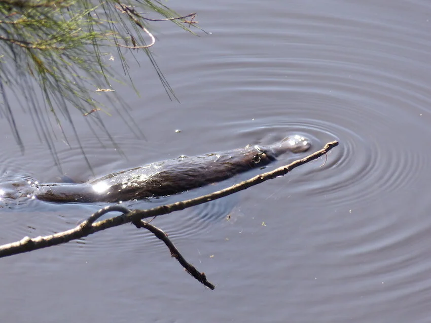 Ambling Along the Anabranch — Atlas of Life