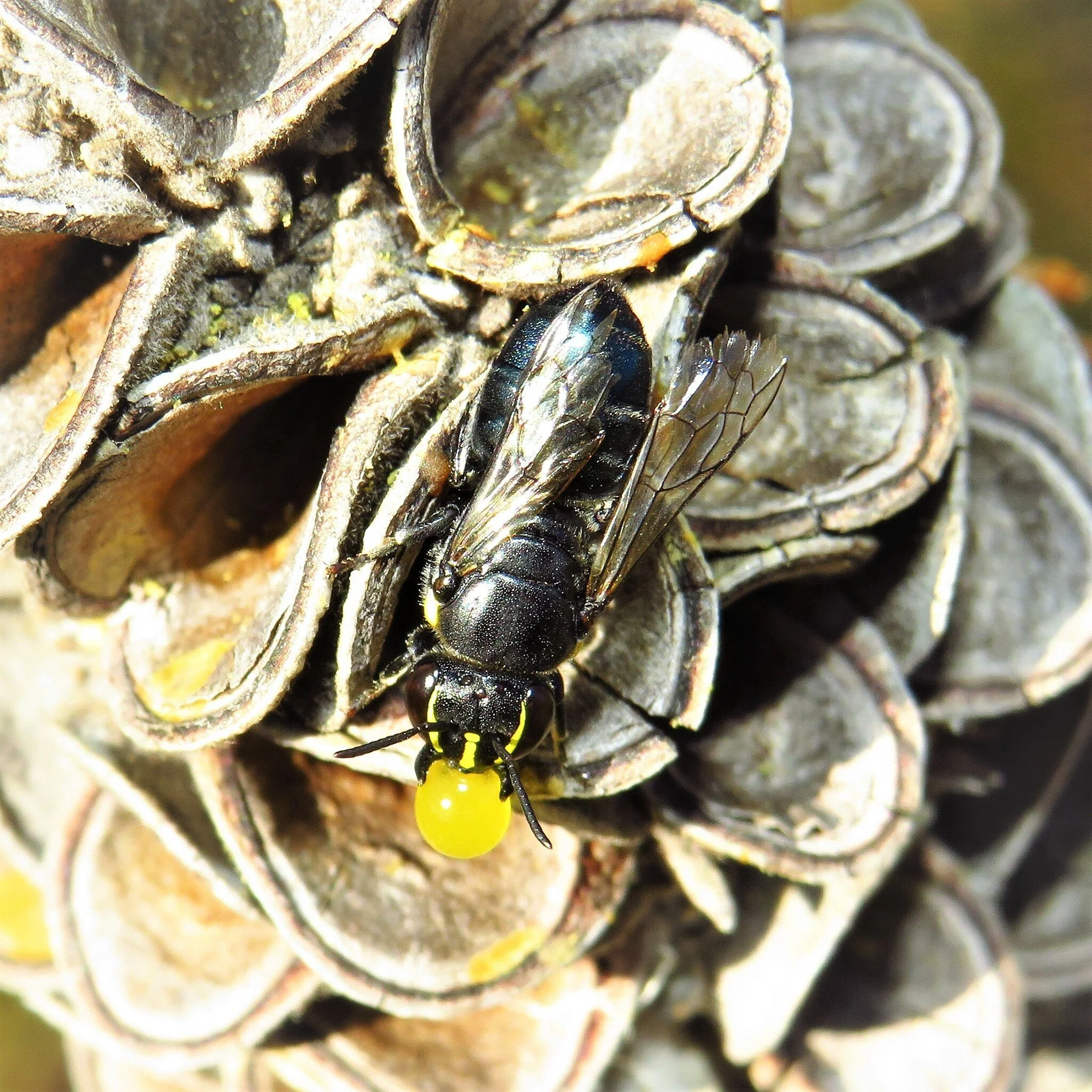 Great Southern BioBlitz - 2024 — Atlas of Life