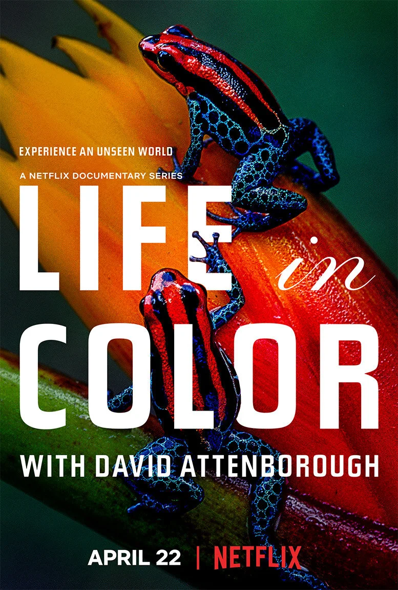 NETFLIX Life In Color with David Attenborough — CANYON DESIGN