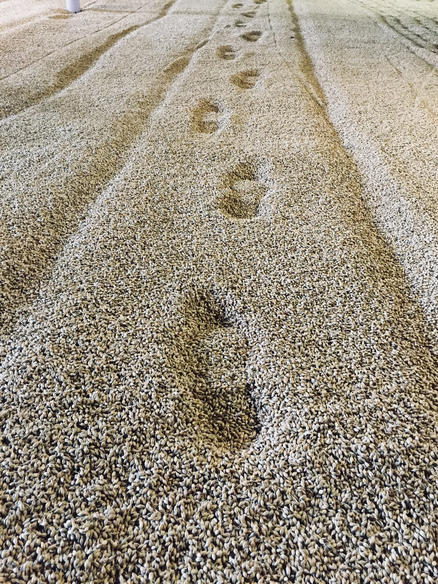 Hollerhorn Distilling