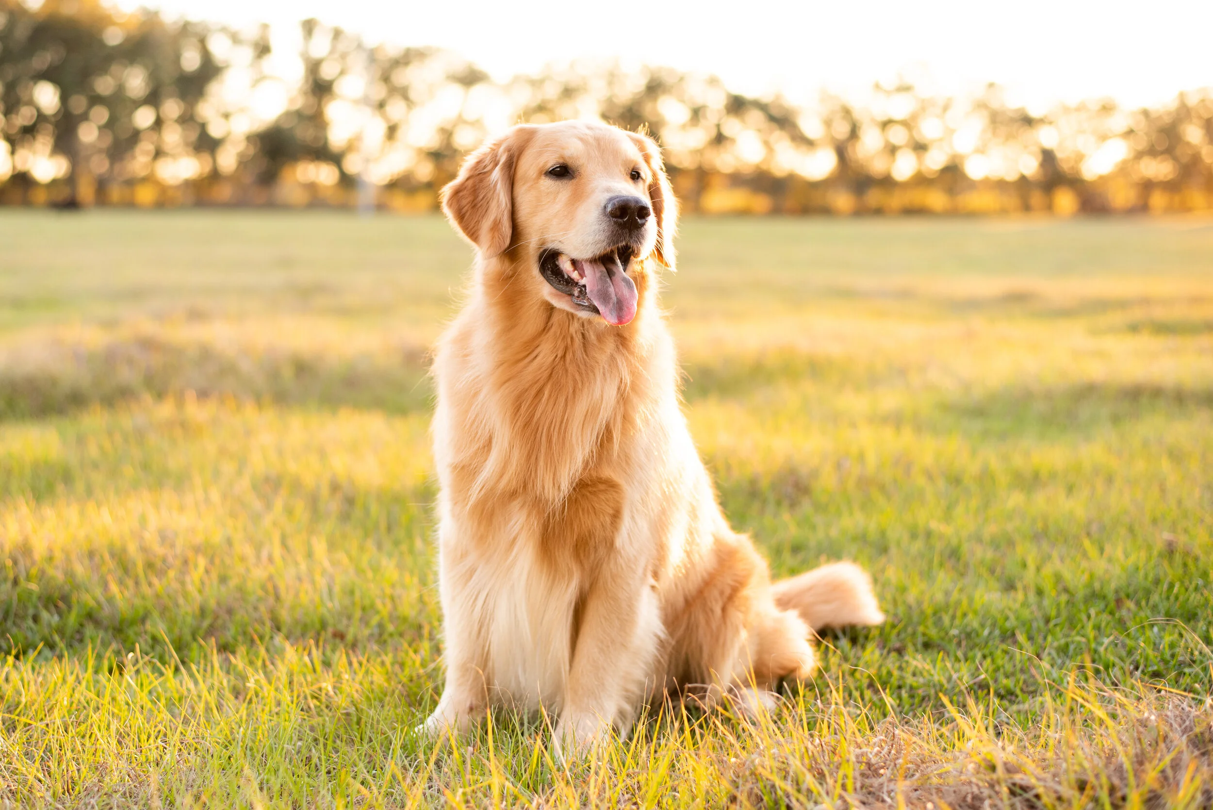 FAQs Who Let The Dogs Out FAQs Who Let The Dogs Out