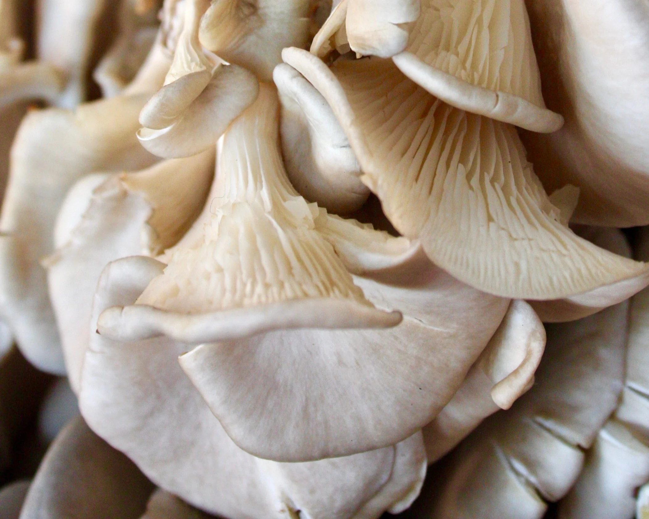 Mushrooms with Bold Crunch. Vegan and All Natural.