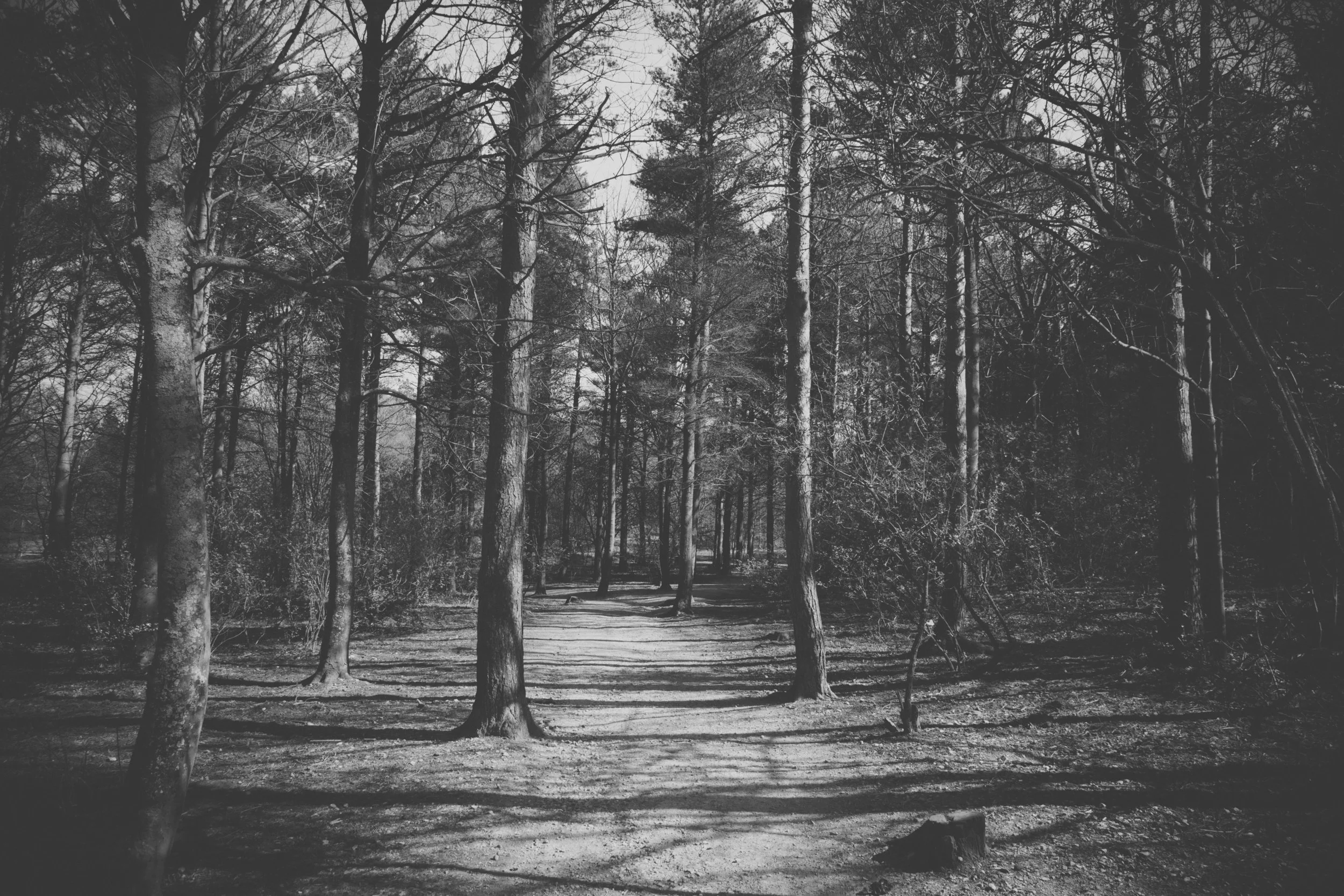 David Ward Photography