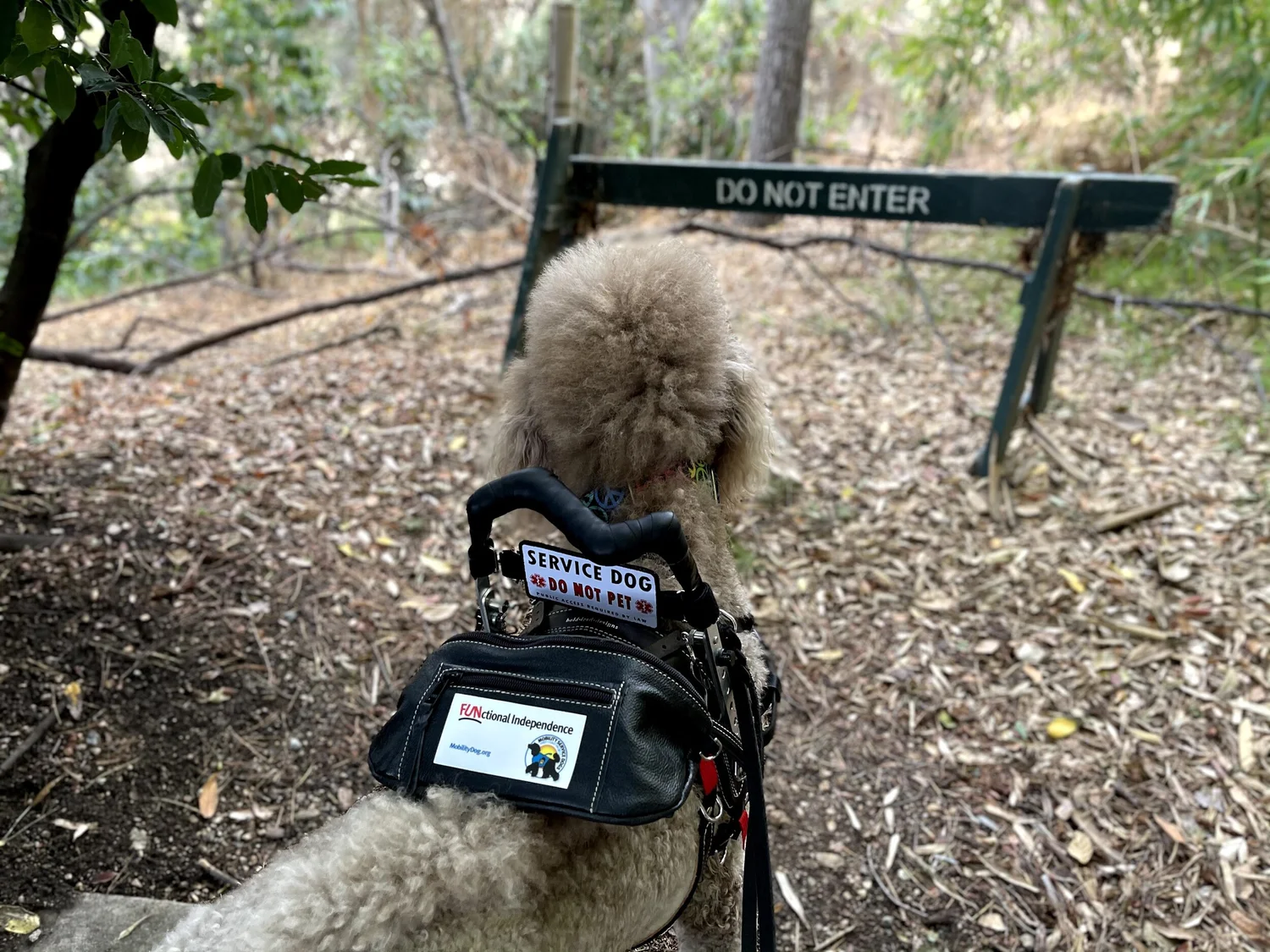 Service Dog Application and Information — Mobility Service Dog - West ...