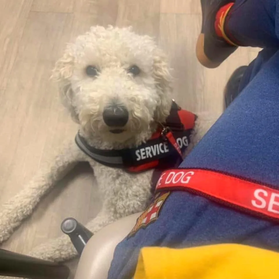 Service Dog Teams in Public Places — Mobility Service Dog - West Coast ...