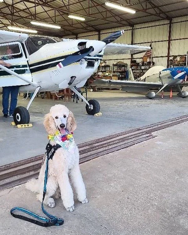 Navigating Paradise: Vacationing with a Service Dog — Mobility Service ...