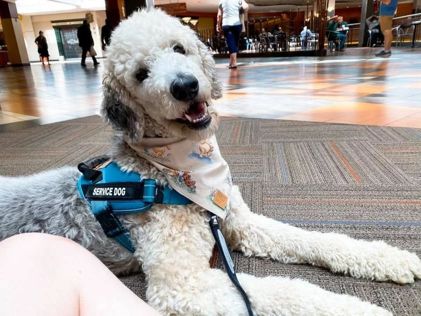 Testing a Dog’s Brain for Service Suitability — Mobility Service Dog ...