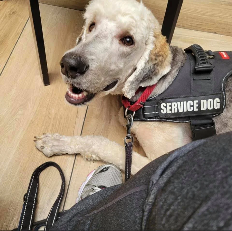 Conditions that Qualify People to Have a Service Dog — Mobility Service ...