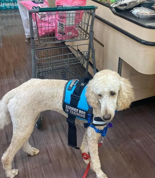 Why is a Service Dog Not a Pet? — Mobility Service Dog - West Coast Project