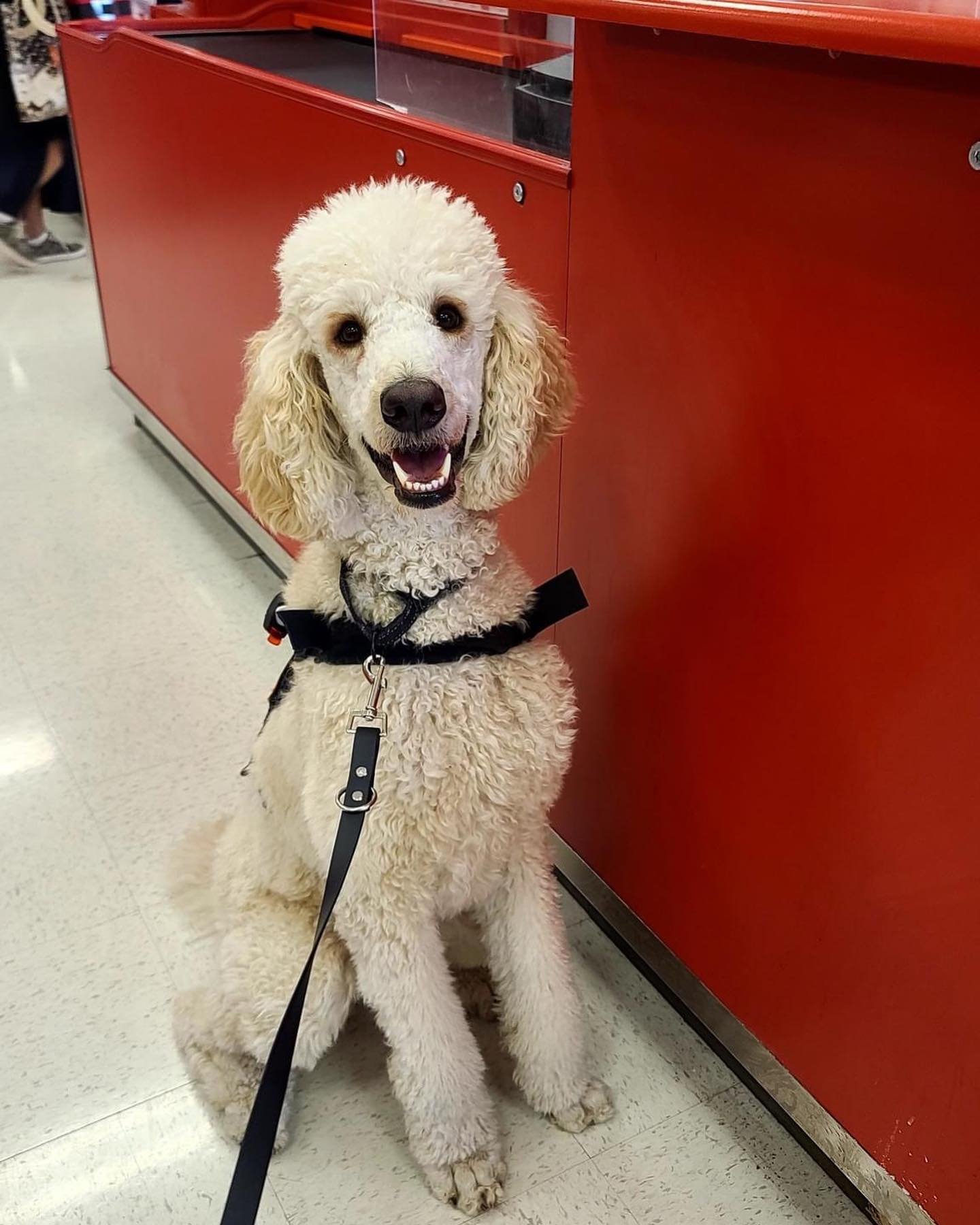 Navigating Paradise: Vacationing with a Service Dog — Mobility Service ...