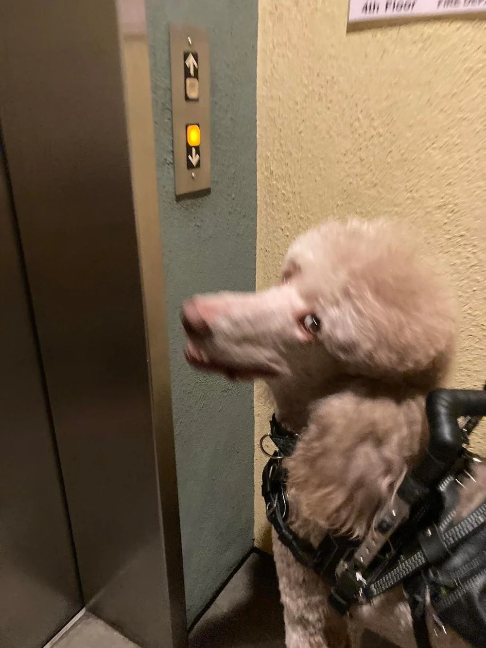 What Happens if a Service Dog is Refused Entry? — Mobility Service Dog ...