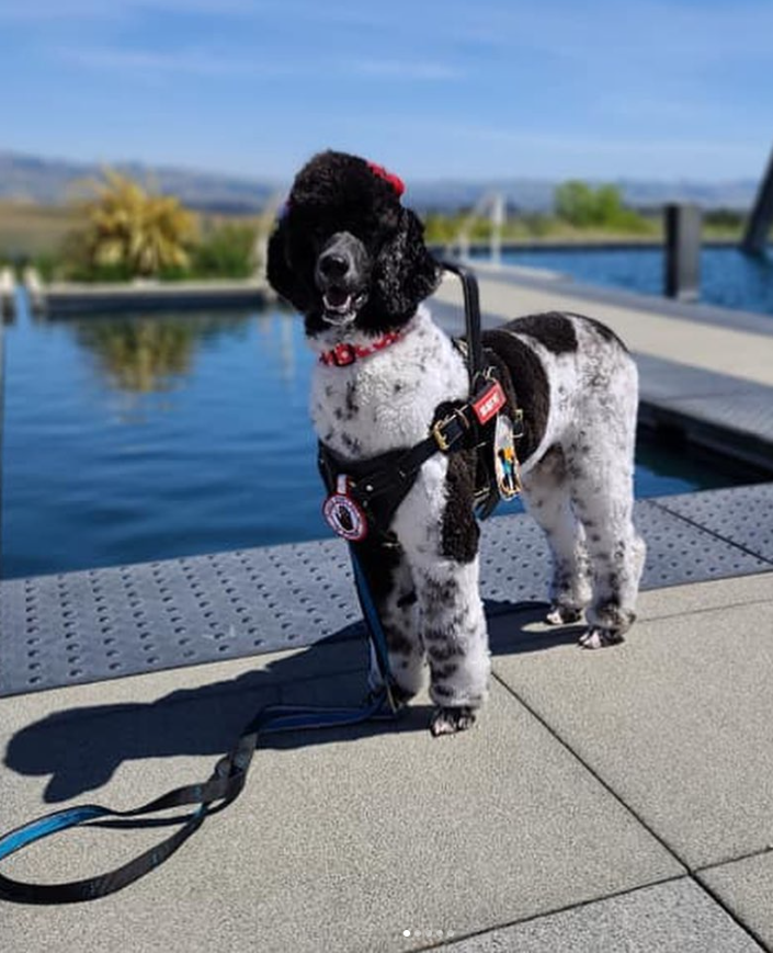 Navigating the Friendly Skies with Your Service Dog — Mobility Service ...