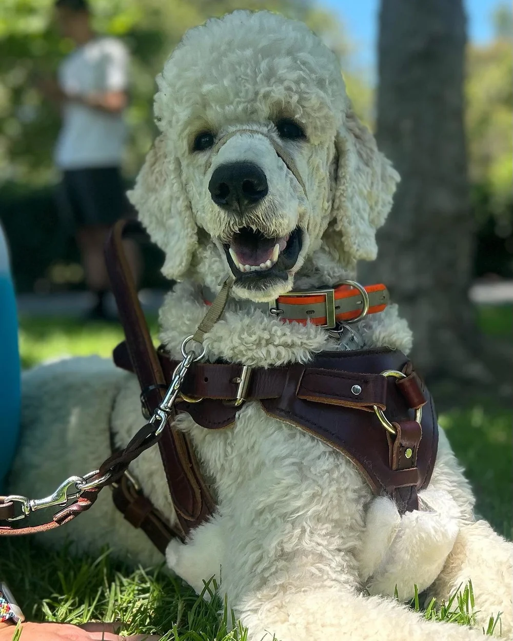 The Logistical, Social and Financial Value of Service Dogs — Mobility ...