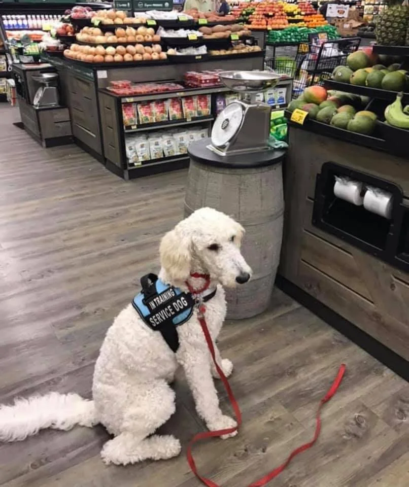 Conditions that Qualify People to Have a Service Dog — Mobility Service ...