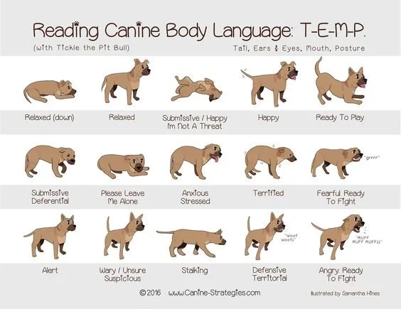 Finally, How to Understand Dog Body Language: Posture — Mobility ...