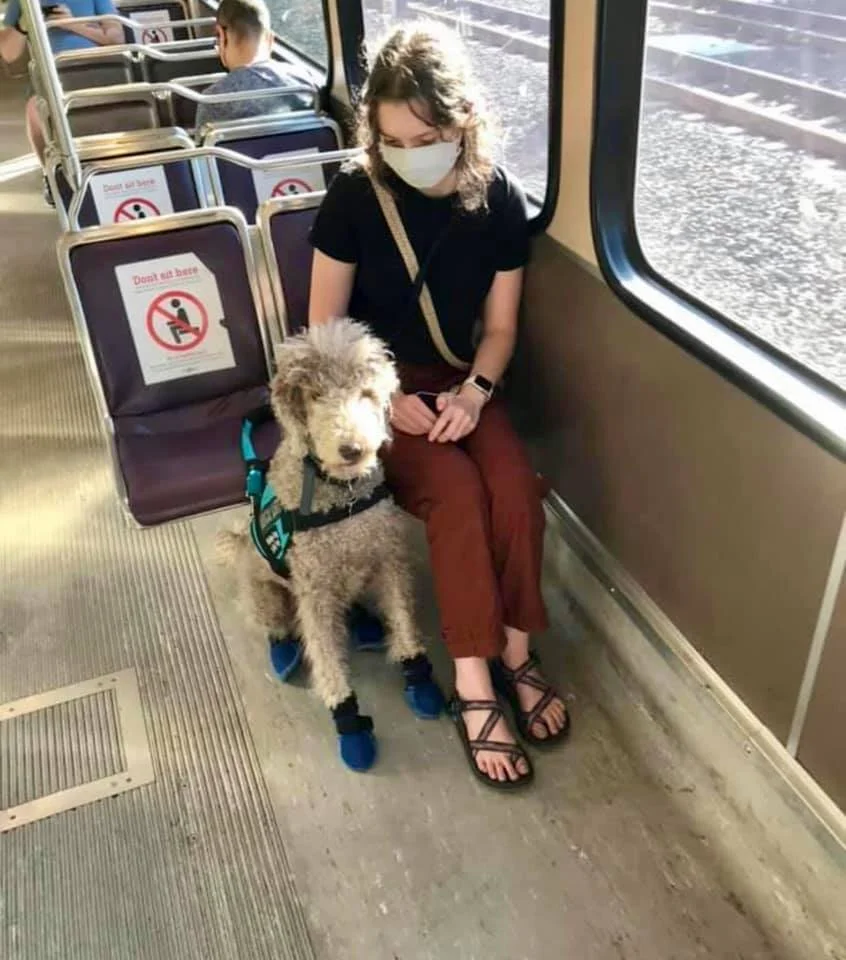 Service Dog Fraud — Mobility Service Dog - West Coast Project