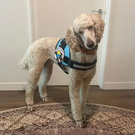 When the Disability Changes: Can a Service Dog Learn a New Task ...