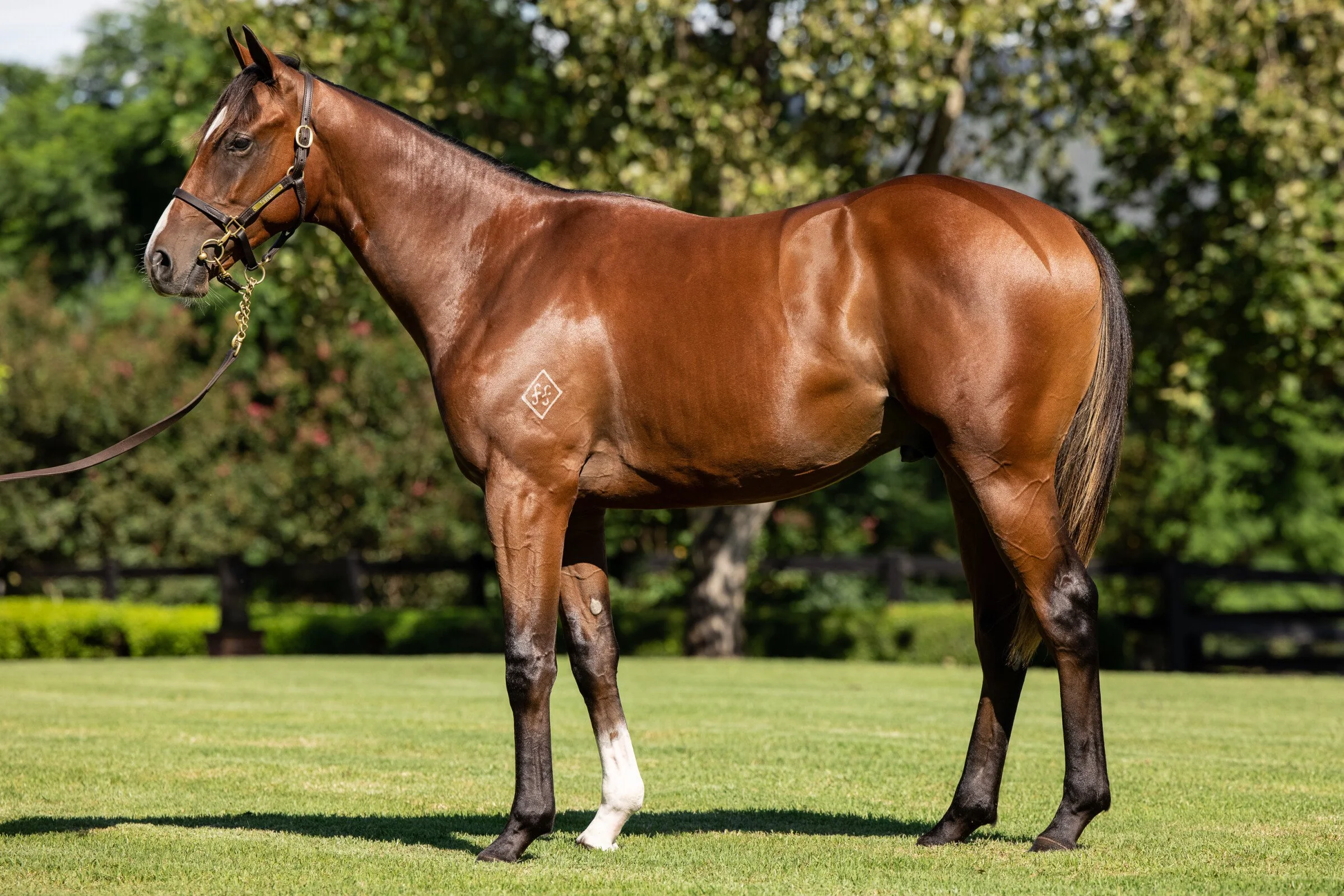 Commando Jack wins at Bathurst on a heavy 9 — Fairhill Farm