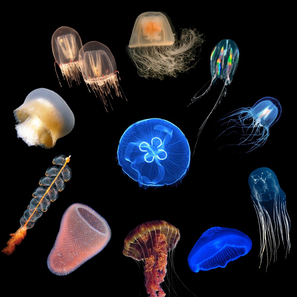 UNLOCKED - Meet Your Jellyfish Overlords — Future Ecologies Podcast