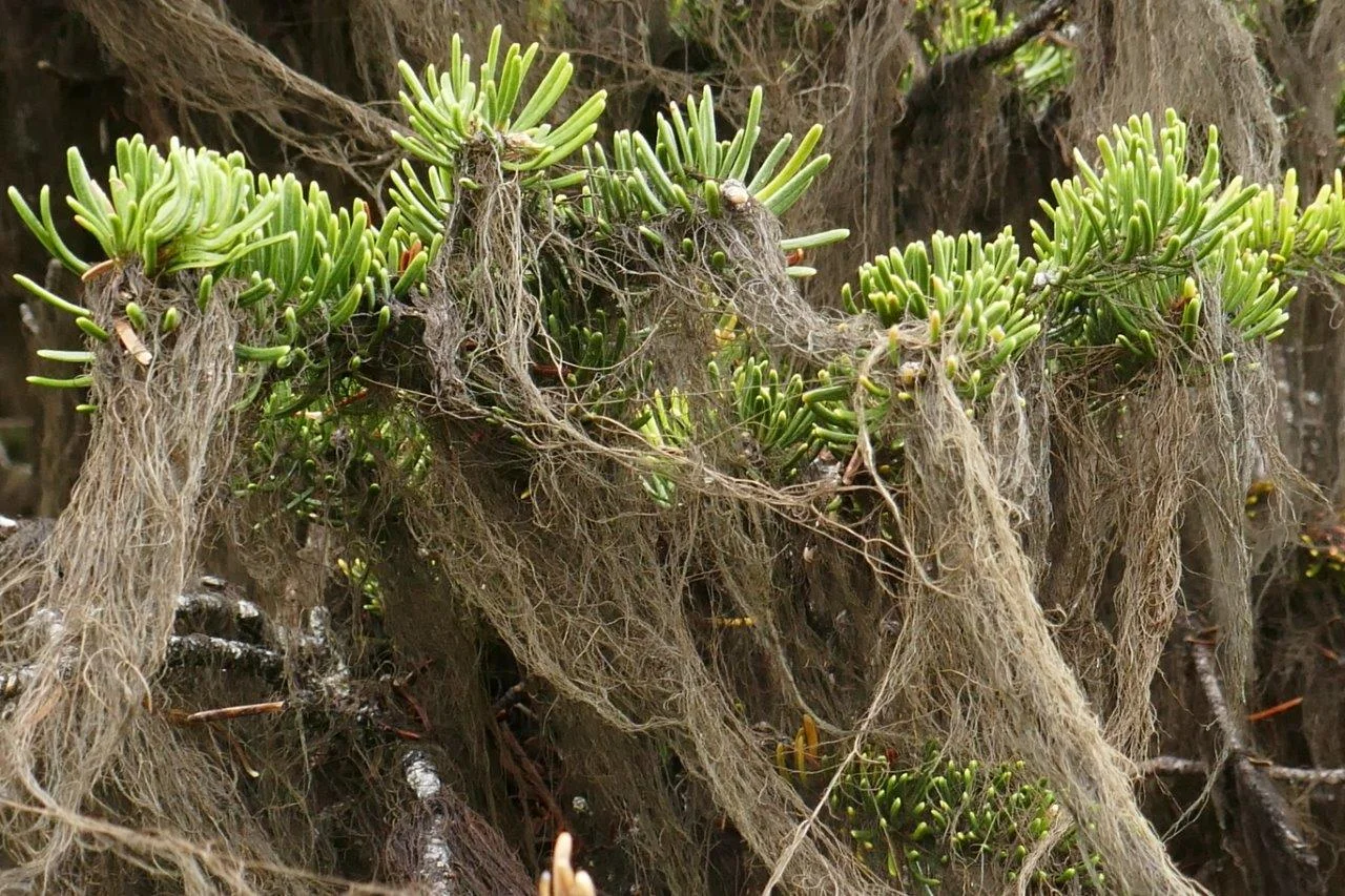 FE2.1 - Enlichenment and the Triage of Life — Future Ecologies Podcast