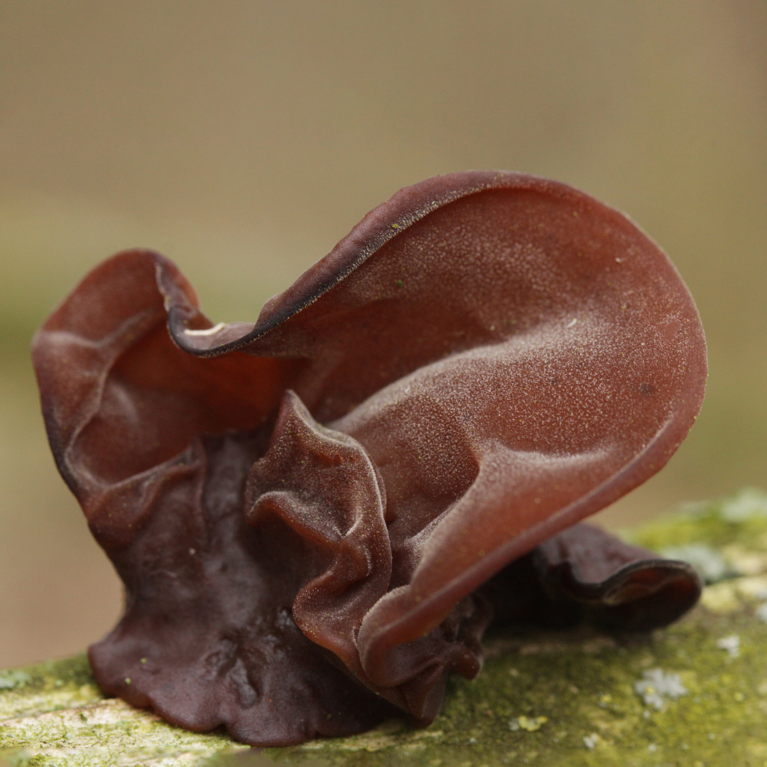 Myfa 5 What Does A Mushroom Hear — Future Ecologies Podcast