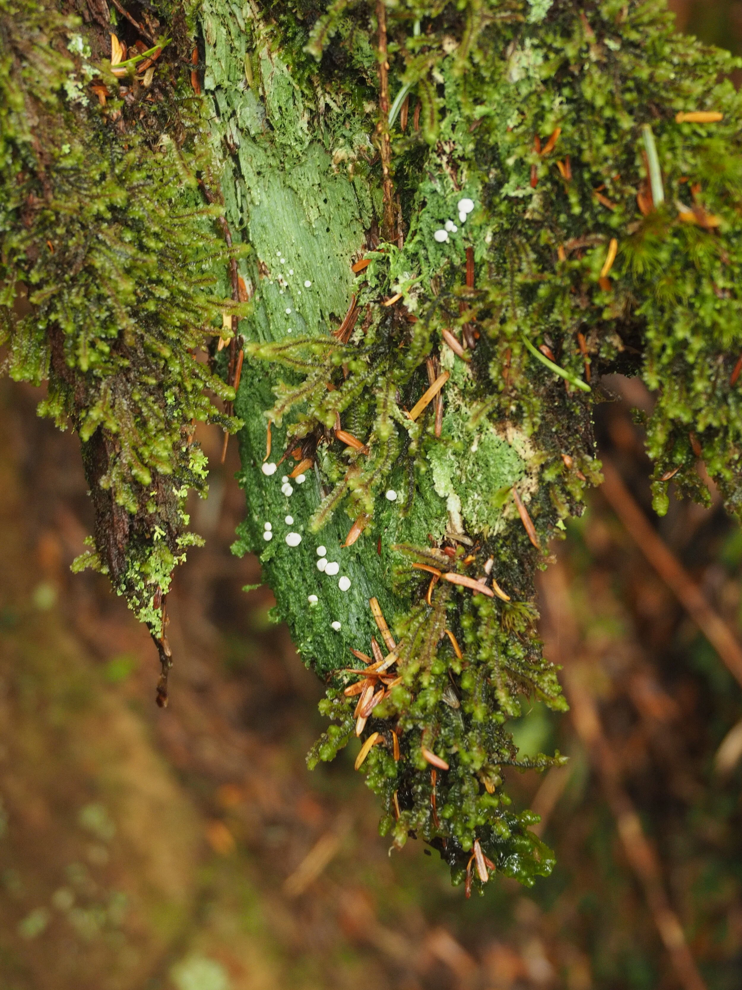 Kelp Worlds — Future Ecologies Podcast