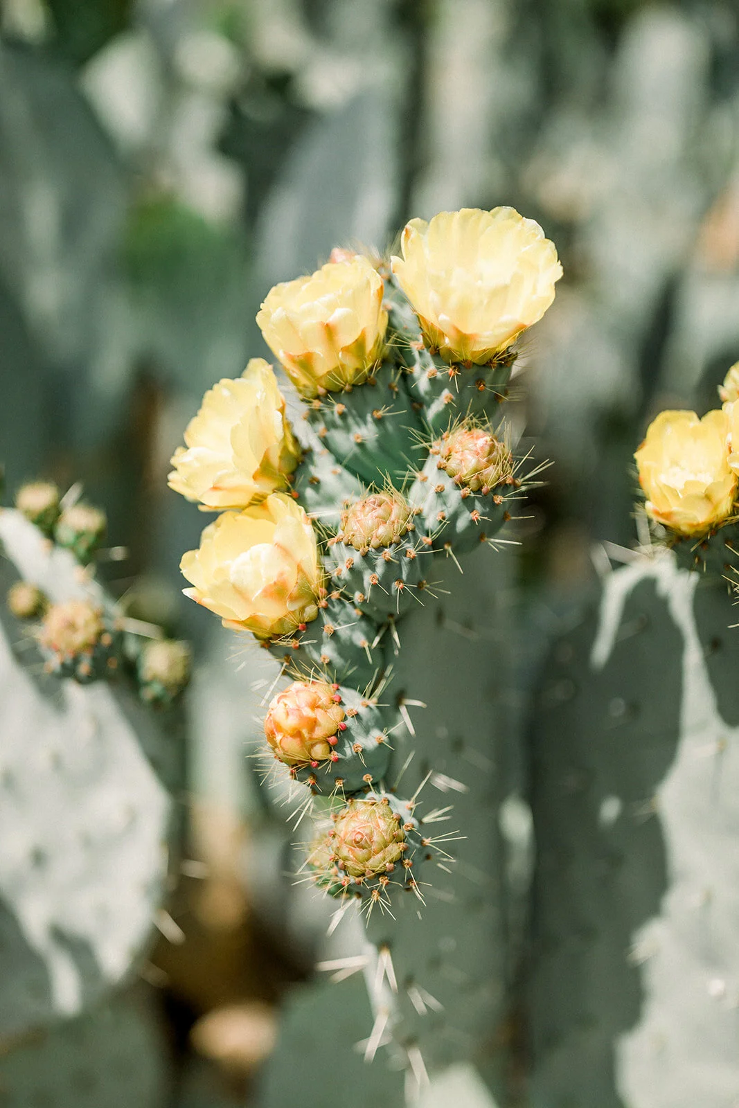 The Stonehurst | Hidden Gem Los Angeles Wedding Venue — To Be Loved Events