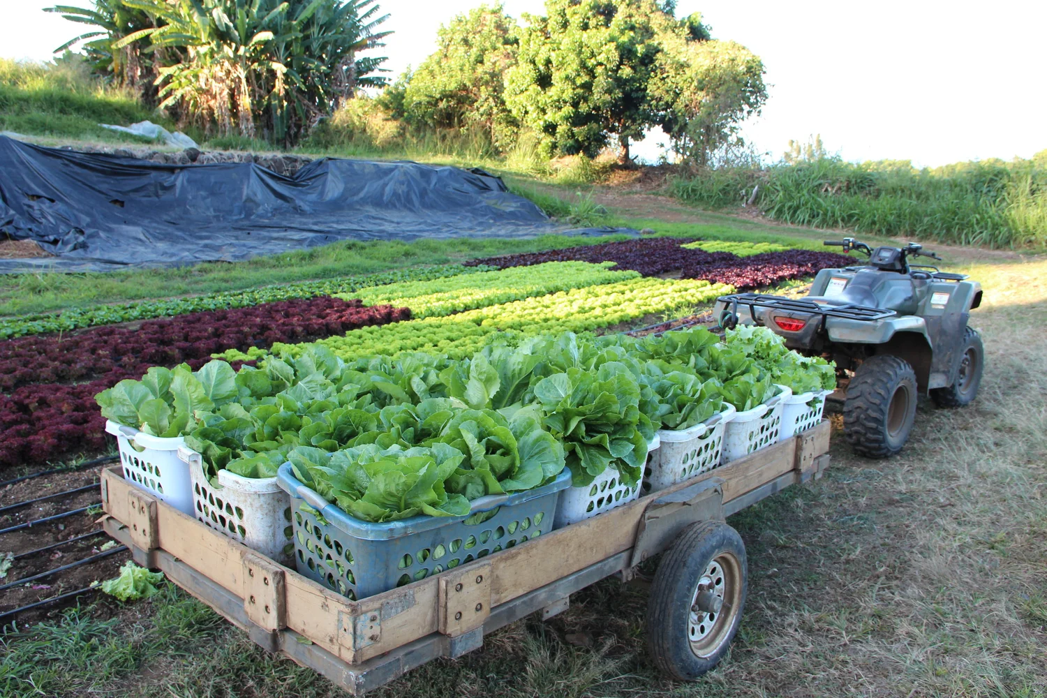Ola Mahina Gardens at Kealaola Farm