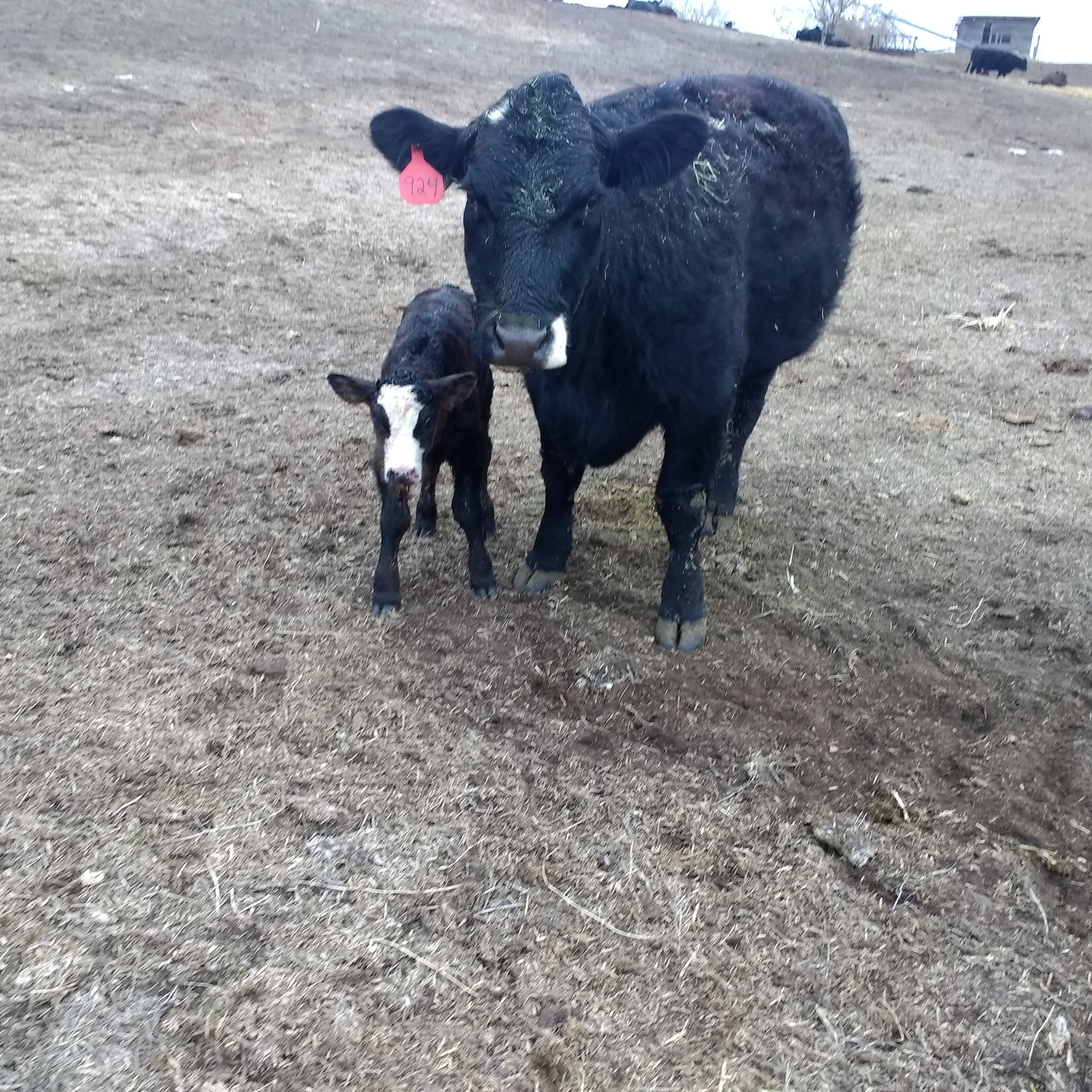 The Cost of a Cow: Part 1 — KD Farms - Flathead Valley Raised Grass Fed ...