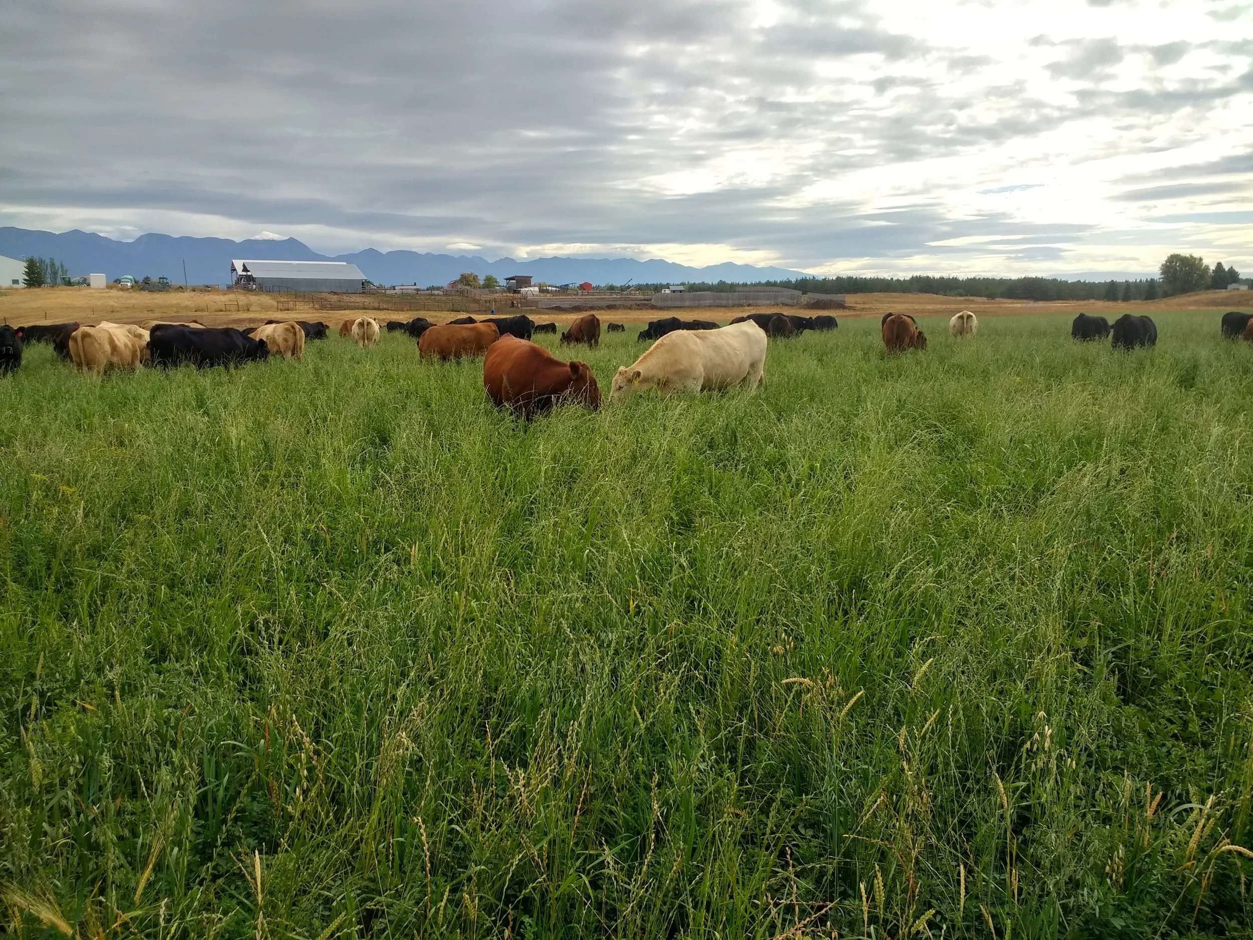 Buying Beef From a Farmer? The Real Cost Explained Here — KD Farms ...