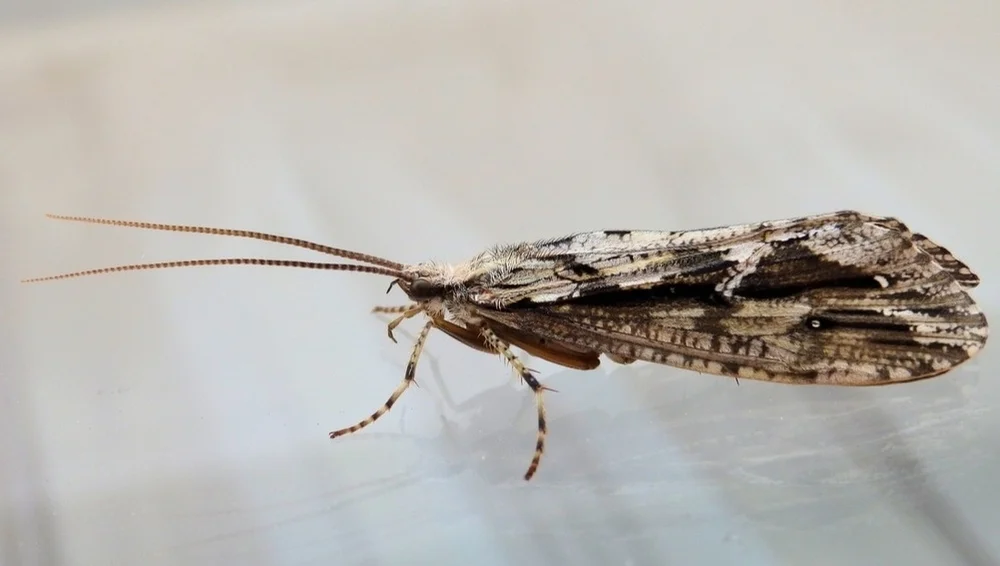 Small Moths In Kitchen Cabinets | Cabinets Matttroy