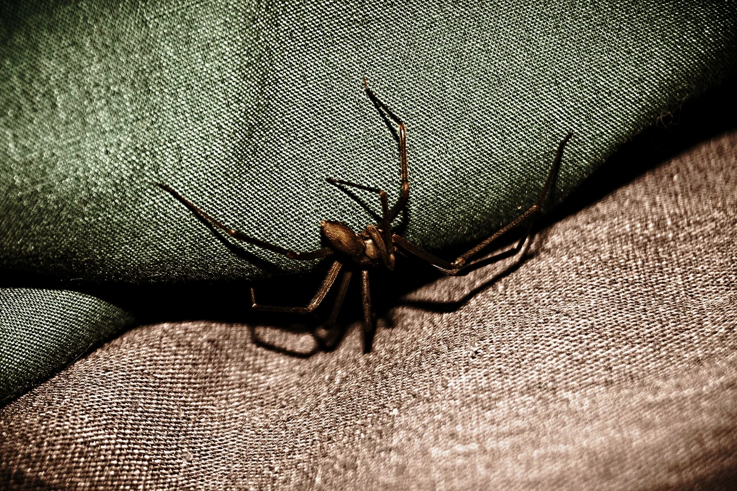 Recluse