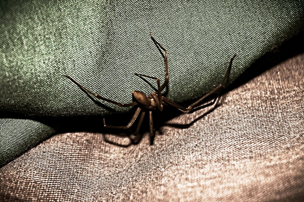 Brown Recluse Spider Identification