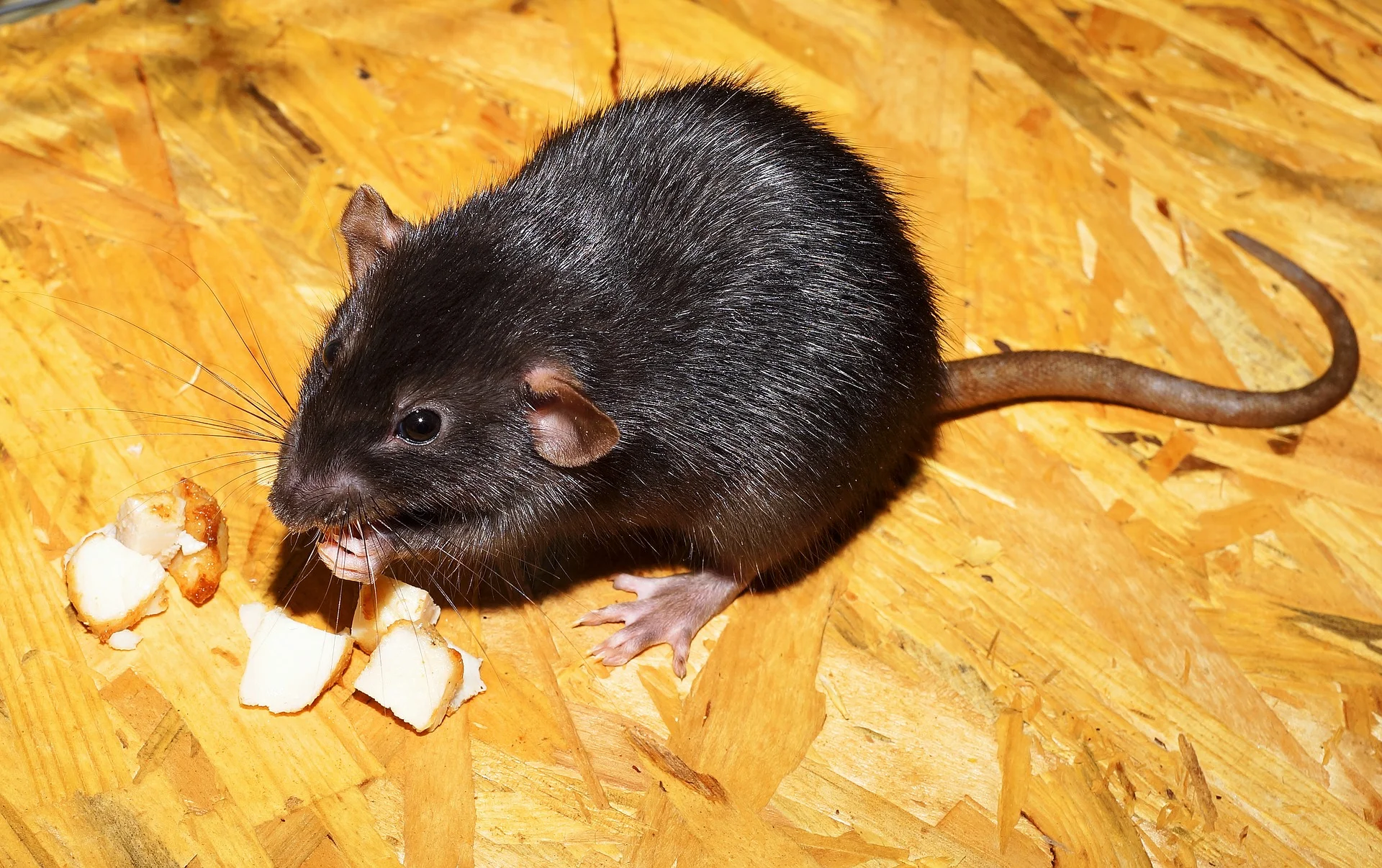 Get Rid Of Mice Rats GLADHILL SERVICES
