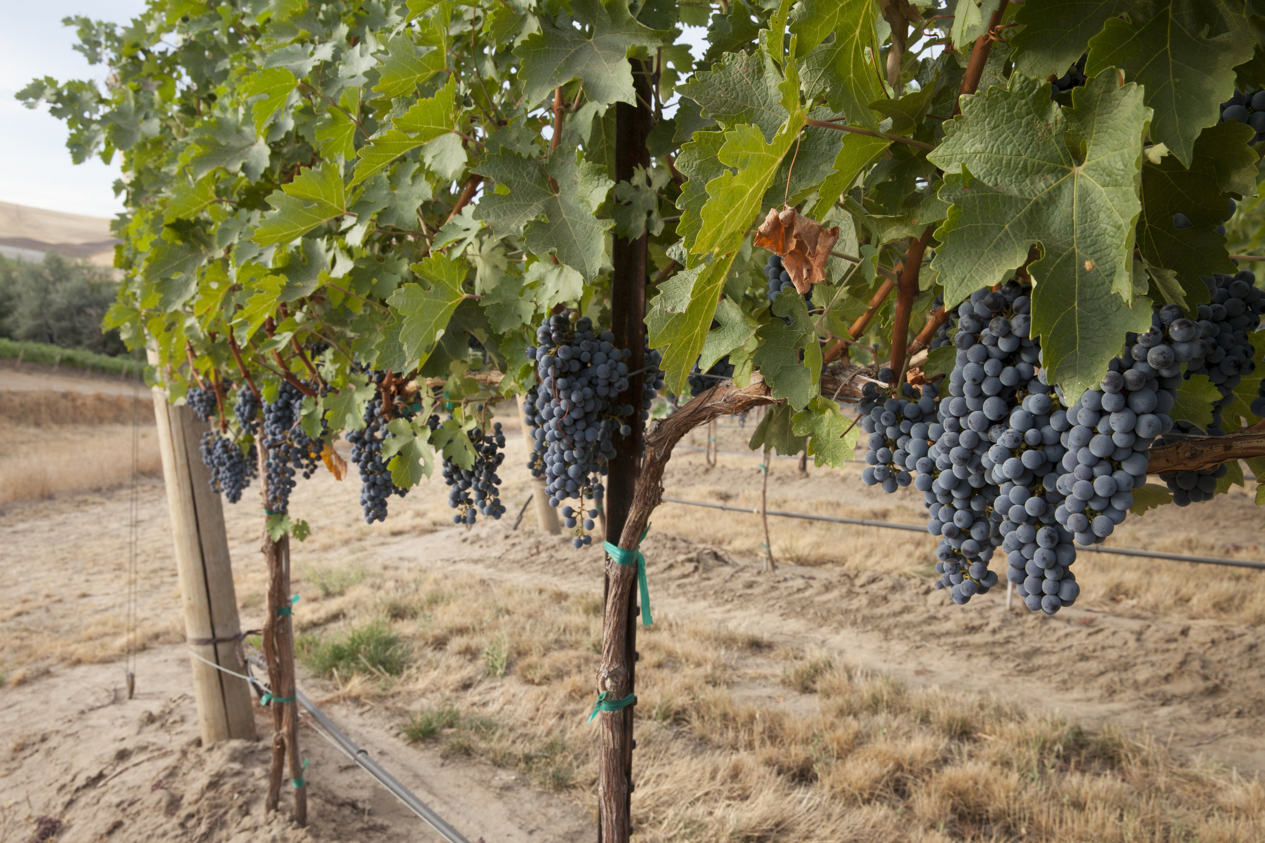 Our Wines — Radius