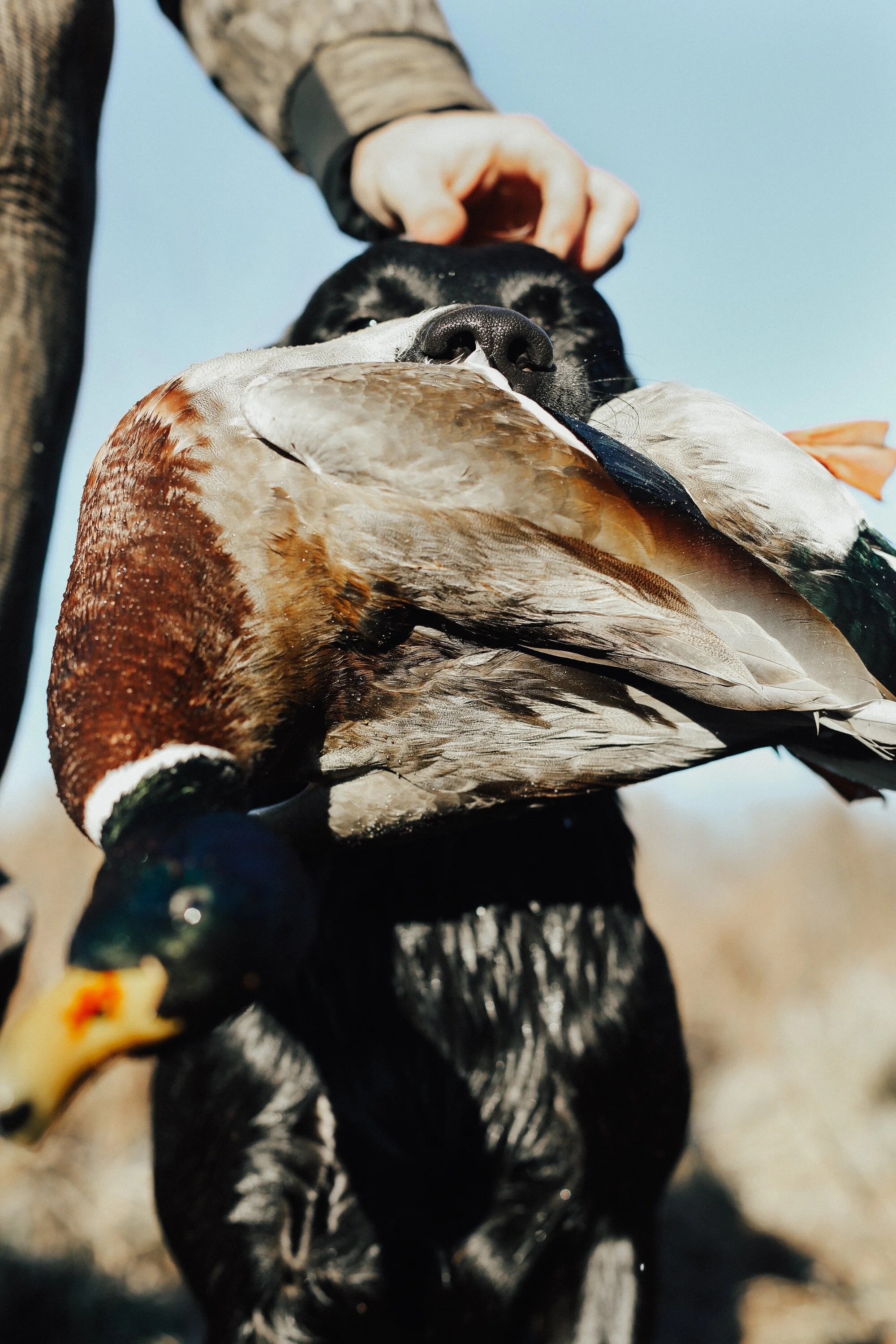 Gallery — Double B Farms