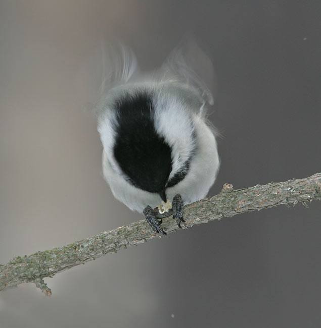 Fairbanks FeederCount — Arctic Audubon Society
