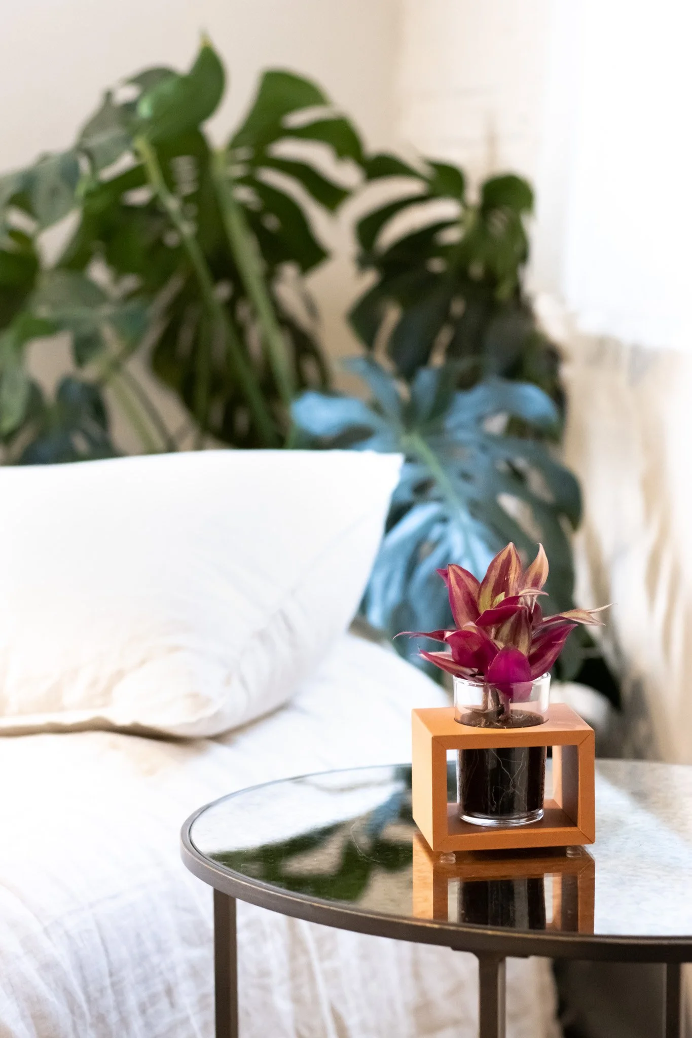 Meet our New Products — Urban Jungle