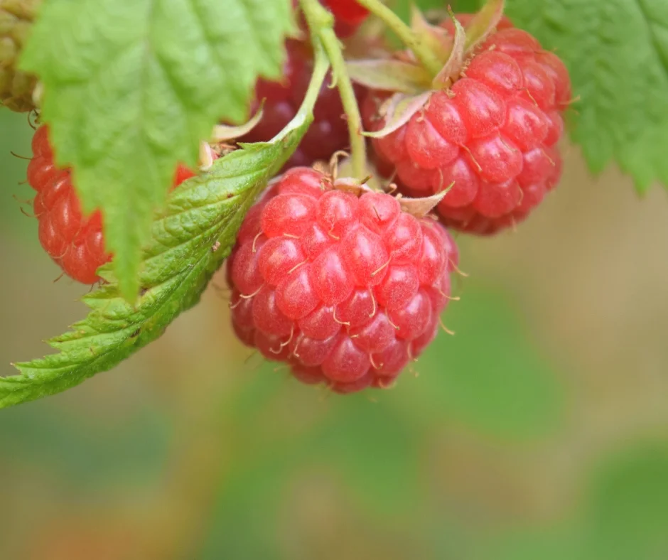 Edible Berries of Ohio — Buckeye Landscapes & Design