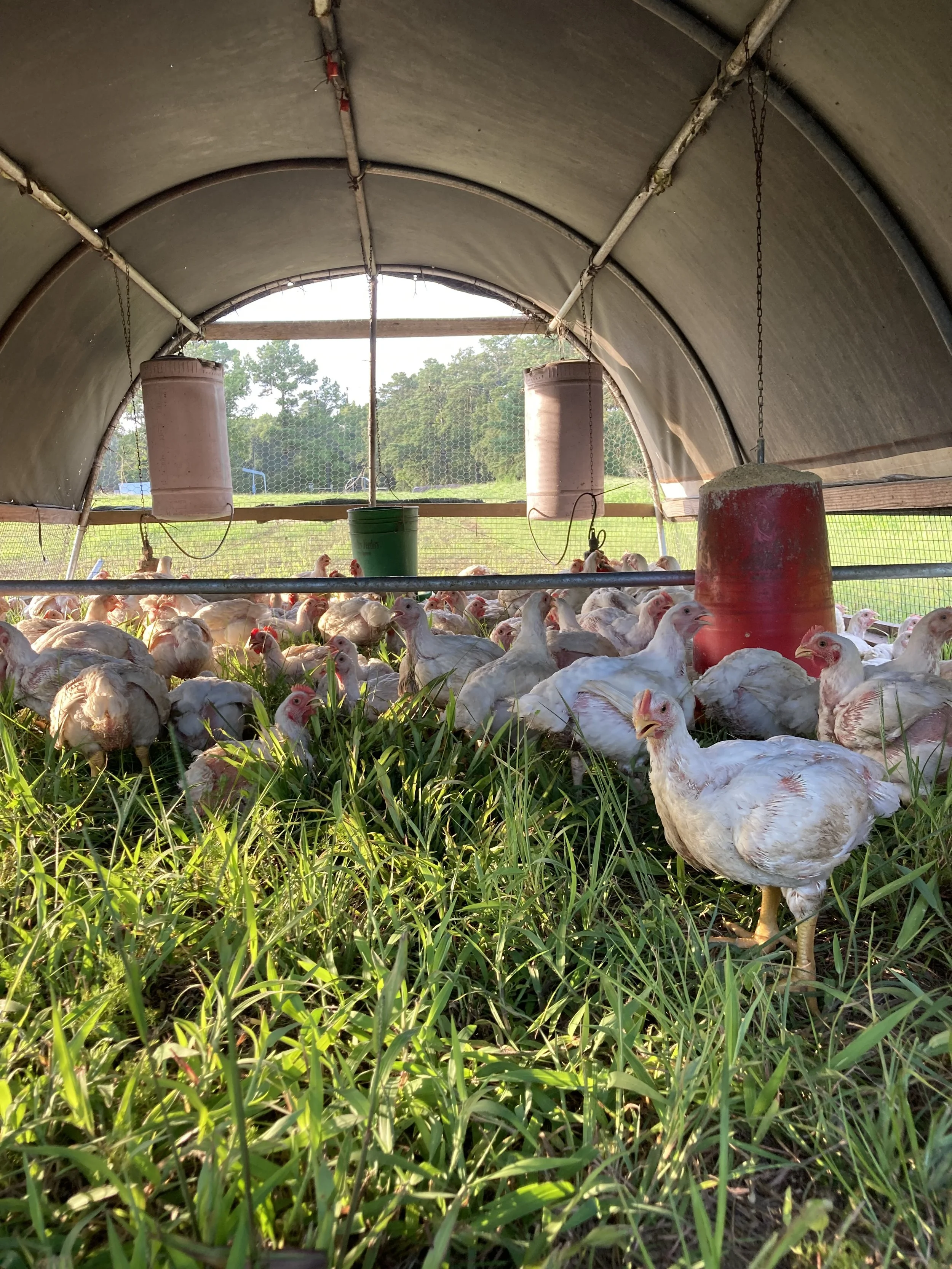 Blog — Shenk Family Farm