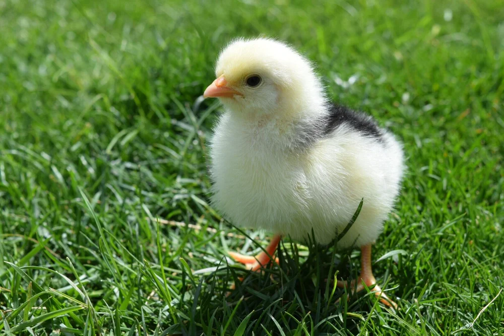 Mottled Java Chicken